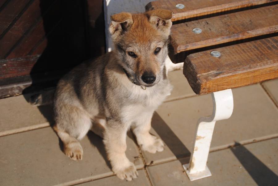 How To Raise a Polite Dog – Easy to Love Pets